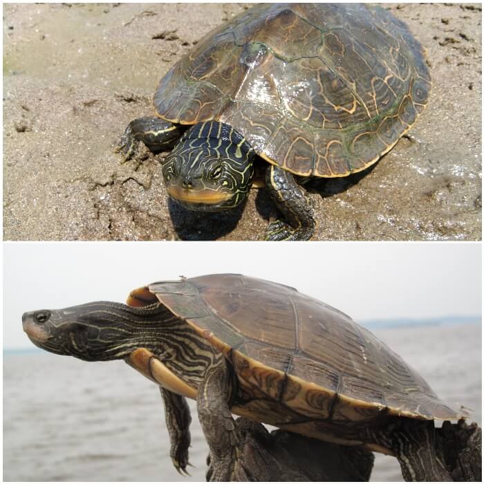 11 Tortugas Domésticas (Agua y Tierra) - Cuidados y Advertencias