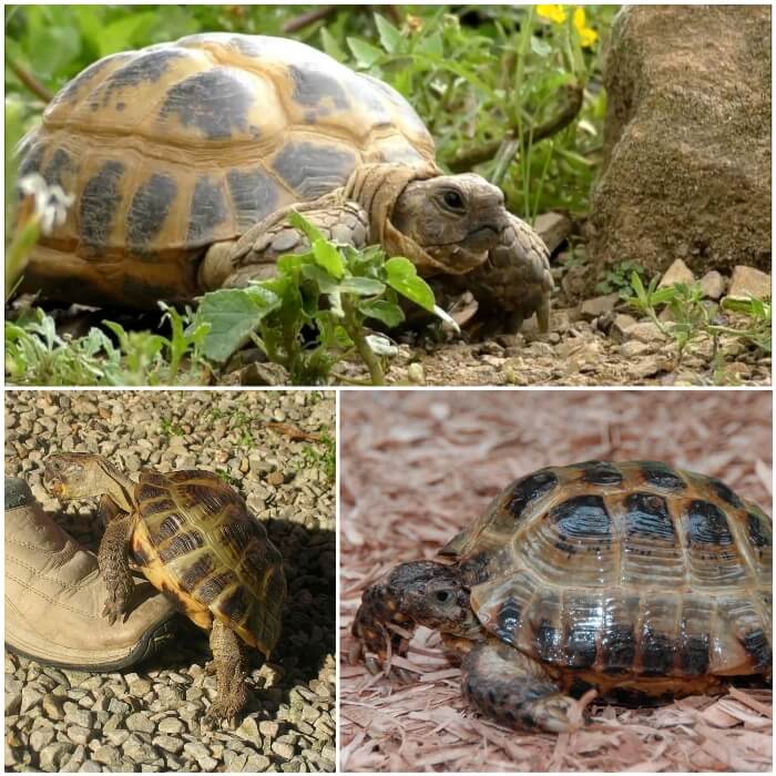 11 Tortugas Domésticas (Agua y Tierra) - Cuidados y Advertencias