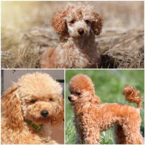 29+ Razas de Perros Peludos (Chicos, Medianos, Grandes, Blancos)