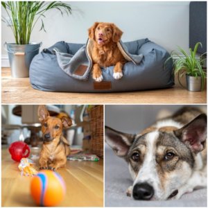 ¿Cómo Hacer Vomitar a un Perro en Casa? Remedio Seguro y Rápido ¿Cómo Hacer Vomitar a un Perro en Casa? Remedio Seguro y Rápido