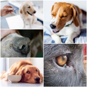 El Moquillo en Perros: Síntomas, Contagio, Tratamiento y Cuidados