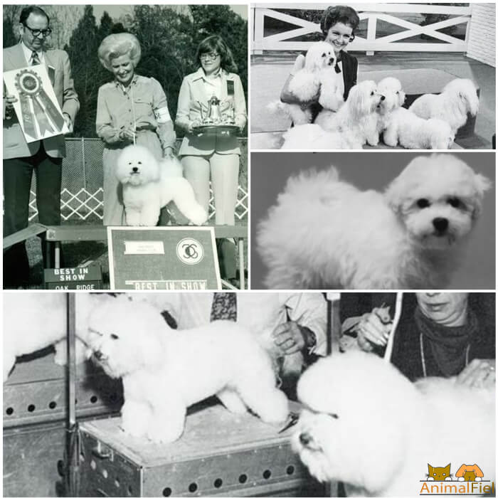 Historia y Ancestros del Bichón frisé: ¿Cómo y Cuándo se Originó la raza?