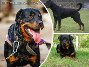¿Mi Rottweiler es Alemán o Americano? Tipos de Rottweiler + Fotos