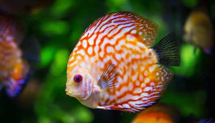 ¿Los Peces Duermen Realmente? Cómo y Cuánto Duerme un Pez