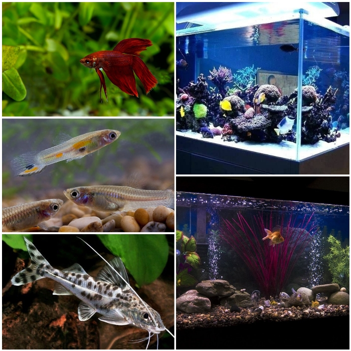 ¿Los Peces Duermen Realmente? Cómo y Cuánto Duerme un Pez