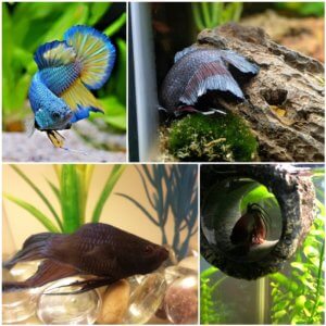 ¿Los Peces Duermen Realmente? Cómo y Cuánto Duerme un Pez