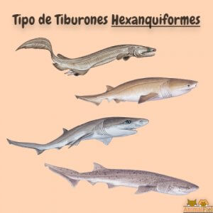 ¿Cuántos Tipos de Tiburón Hay? Características, Especies + Fotos