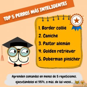 ¿Cuáles son los Perros Más Inteligentes del Mundo? Top 10 Razas