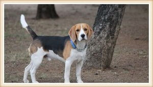 ¿Cuántos Tipos de Beagle Hay? Características, Diferencias + 25 Colores