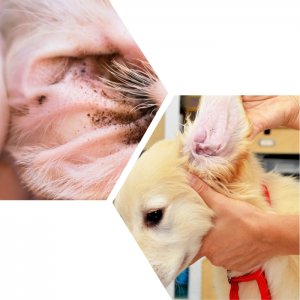7 Tipos de Sarna en Perros - Causas y Síntomas + Imágenes
