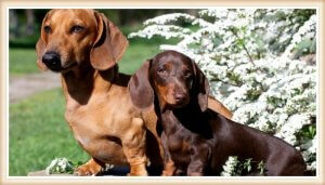 Top 13 Mejores Perros Guardianes y Protectores + Fotos