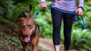 ¿Cómo Reconocer el Celo en Perros Machos? Signos y Duración