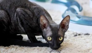 ¿Cuáles son los 7 gatos más inteligentes del mundo?