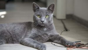 ¿Cuáles son los 7 gatos más inteligentes del mundo?